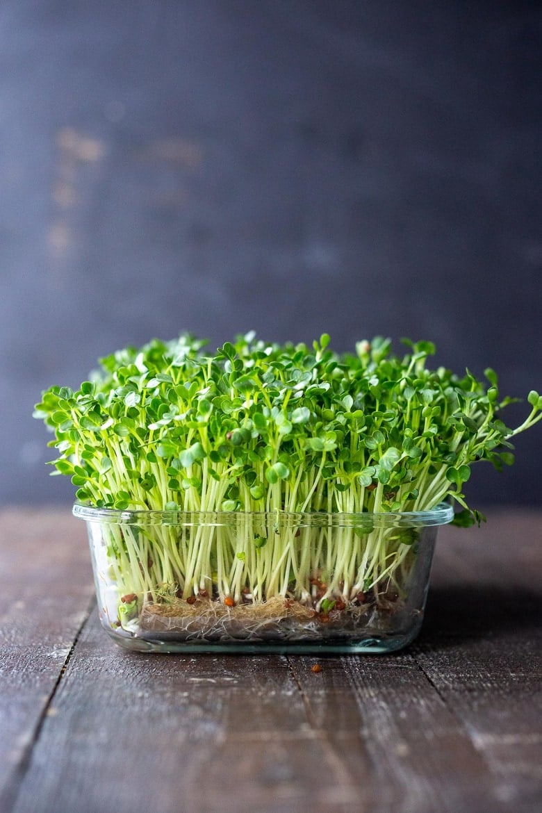 How to grow microgreens at home – Natures Cue